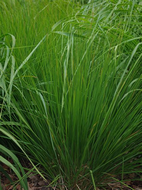 Molinia caerulea Heidebraut - Beth Chatto Plants & Gardens