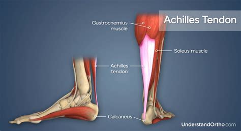 Achilles Tendon Anatomy Diagram Achilles Tendon Ankle And Foot