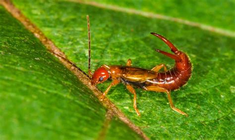 Centipede Looking Bug
