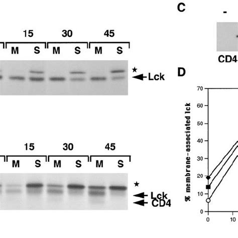 Lck Membrane Binding Kinetics In The Presence And Absence Of Cd4 A