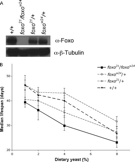 The Impact Of Dfoxo Mutation Upon Dietary Restriction A Western Blot