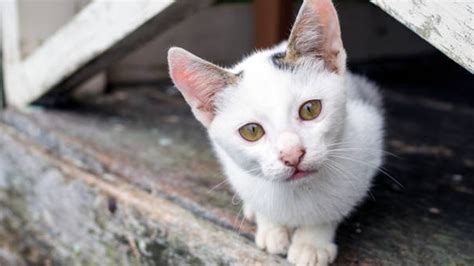 How To Treat Bump On Cats Nose