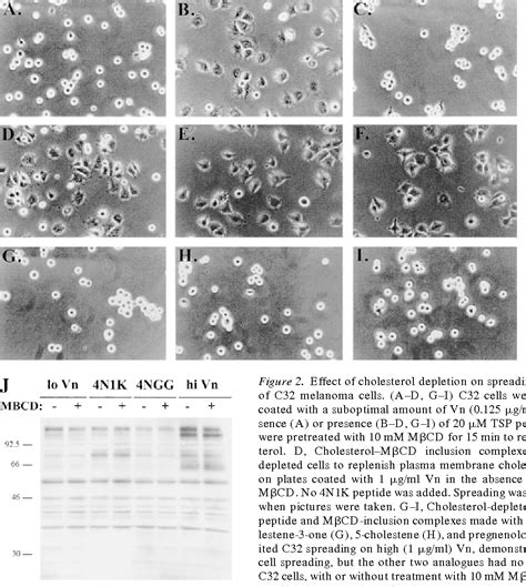 Figure 2 From Role Of Cholesterol In Formation And Function Of A