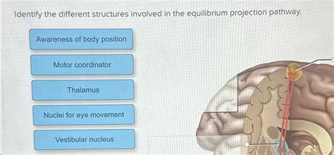 Solved Identify The Different Structures Involved In The