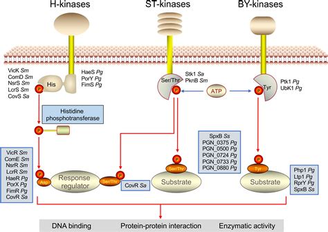Frontiers Post Translational Modifications In Oral Bacteria And Their