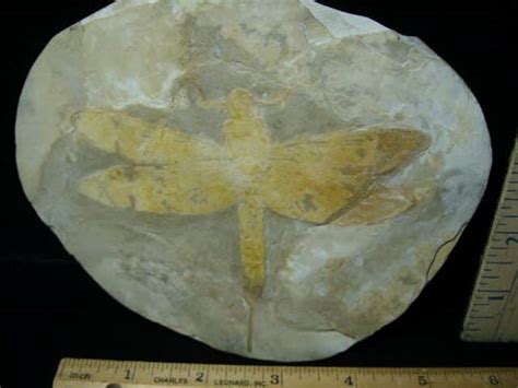 Near Complete Fossil Dragonfly 092022j The Stones And Bones Collection