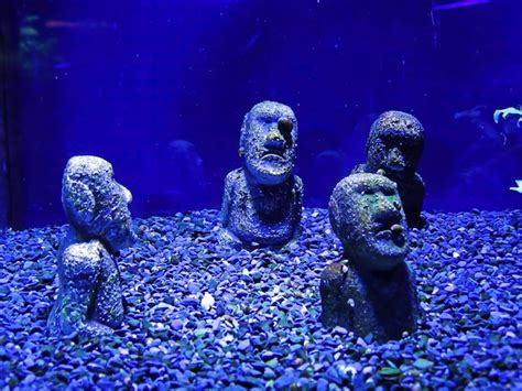Premium Photo Small Moai Statue In The Freshwater Blue Aquarium