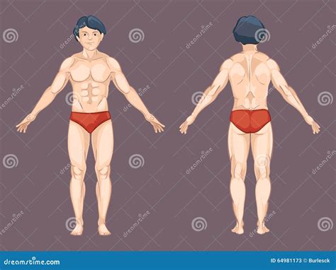 Anatomy Naked Woman Body With Bone Skeleton Stock Image CartoonDealer