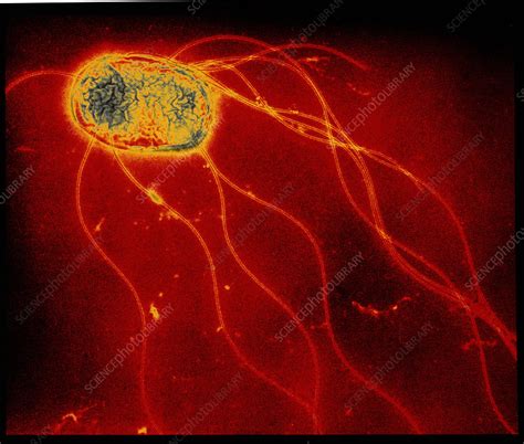 Salmonella Enteritidis Bacterium Stock Image B2201069 Science