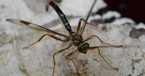 Long Tailed Giant Ichneumon Wasp Male Album On Imgur