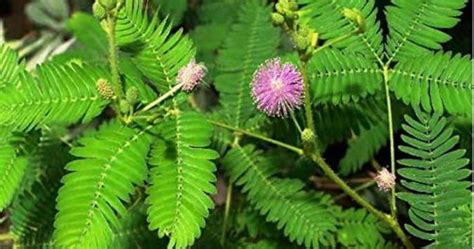Online Plants Cart Shami Plant