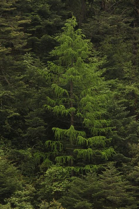 Larix Griffithii Eflora Of India