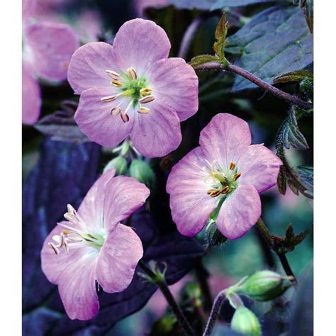 草花の苗 ゲラニウムエリザベス アン3 5号ポット 56月頃開花 半日陰にも向く宿根草 園芸ネット 通販 Yahoo ショッピング