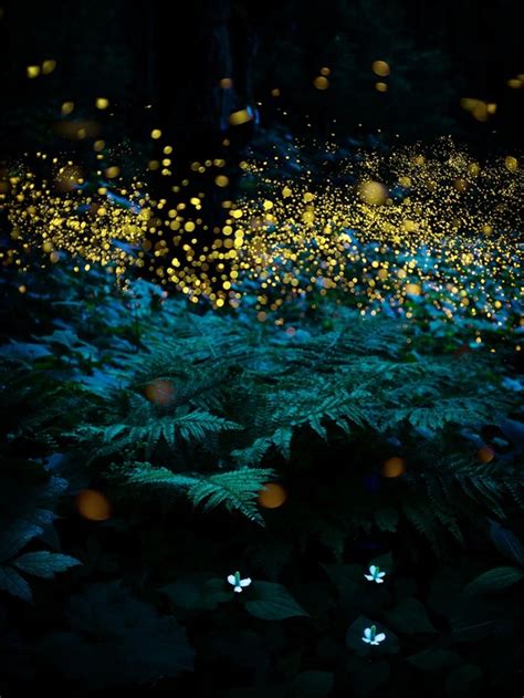 تصاویر درخشش خیره‌کننده کرم‌های شب‌تاب در جنگل‌های ژاپن