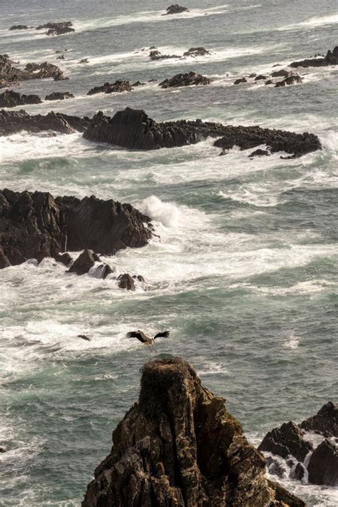 White Stork On Nest Overlooking Ocean Stock Photo Image Of Coastal