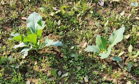 Gardening Sustainability Personalgrowth Collegeexperience Lifeskills Sandhya Jaiswal