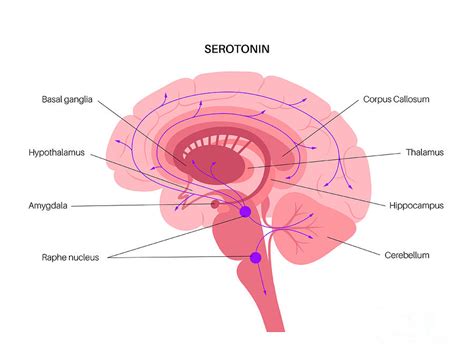 Serotonin Pathway In Brain 1 Photograph By Science Photo Library
