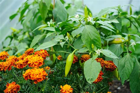 Marigold Plant In Pot