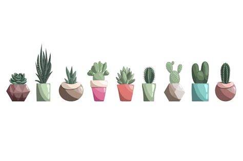Diferentes Cactus En Macetas De Cerámica Conjunto Suculentas Opuntia