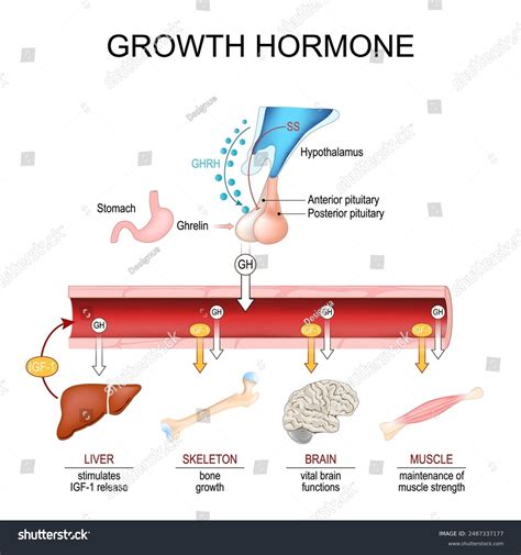 Growth Hormone Somatotropin Hypothalamic Pituitary Somatotropic Hps