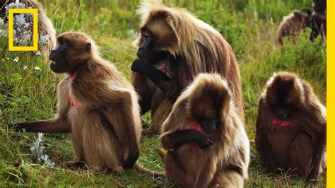 An Educational Video About Monkey Sex National Geographic Youtube