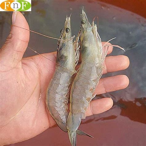 Fresh 산지직송 제철 활새우 여수 흰다리 새우 대 1kg 35미내외 홈플러스 택배배송