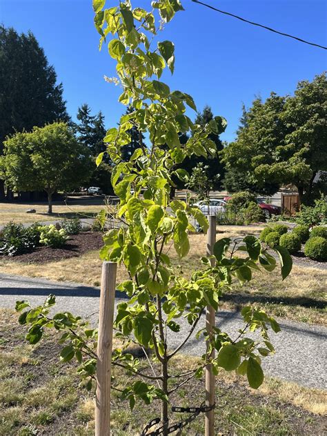 Ivory Silk Japanese Lilac Fungal Leaf Curl R Arborists