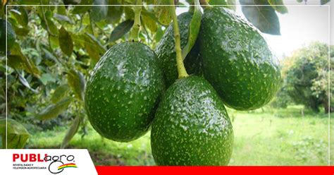 Avance Satisfactorio En La Cosecha De La Palta En El Torno La Voz Universal TV