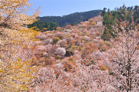 春にこそ最高の絶景を！春休み行きたい観光スポット7選 Jptrpcom