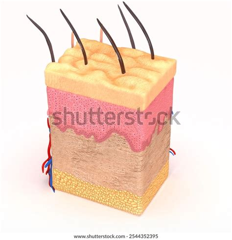 Human Epithelium Dermis Subcutaneous Hypodermis Subcutaneous Stock Illustration 2544352395