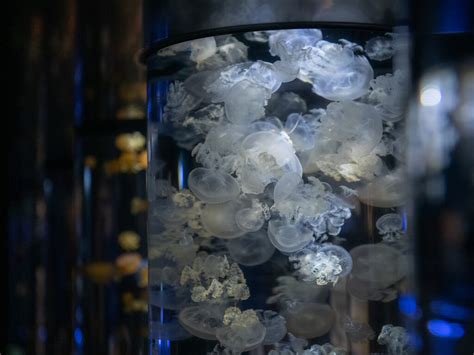 幻想的なクラゲの世界へ！加茂水族館 つるおか観光ナビ