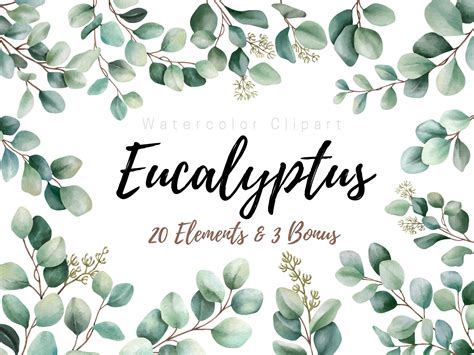 Eucalyptus Elements Watercolor Clipart Graphic By Akiravilla · Creative