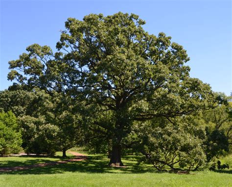 Quercus Macrocarpa Tree