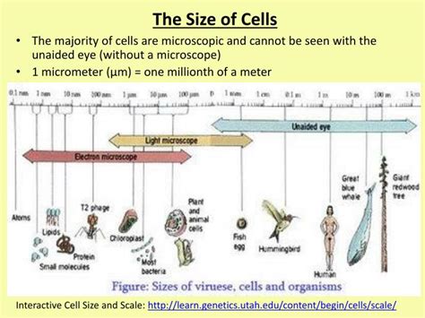 Ppt The Microscope Powerpoint Presentation Id 2185863