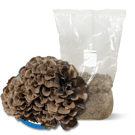 Spawn Advanced Aussie Mushroom Supplies