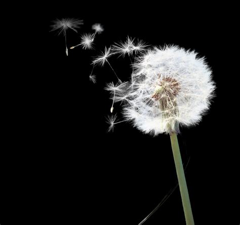 Solved Selection Adobe Product Community 15242383