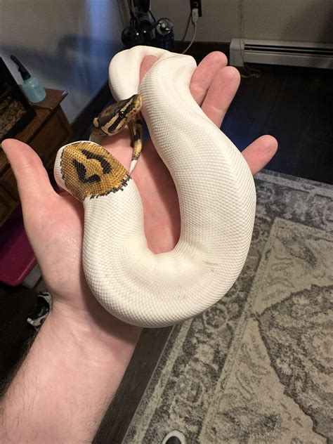Is My Ball Python Okay Some Scales Are Bent At The Tips It Seems Or Dried And Dead At The Ends