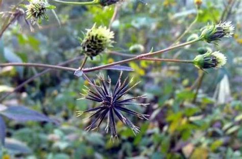 農村這種「粘人精」野草，卻是治療蜂毒、蛇毒的良藥。 每日頭條