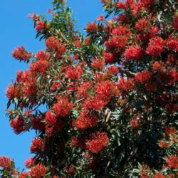 Red Flowering Trees With Identification Pictures