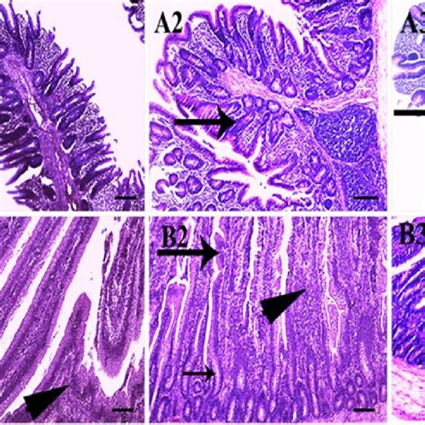 Photomicrograph Of Liver A And Skeletal Muscle B Of Broiler