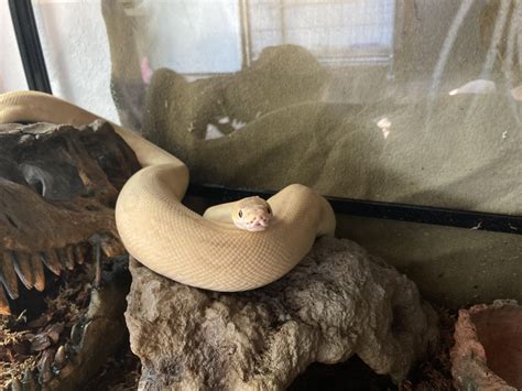 54 Best R Niceballpythons Images On Pholder Who Can Guess The Morph