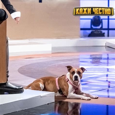 Кажи честно 🐕🦴 Ето кой няма търпение за днешния епизод на КажиЧестно 📢 Готов ли си да гледаш