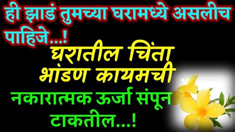 आज तुमच्या घरात ही झाडे लावा घरातील भांडण आणि नकारात्मक ऊर्जा संपून