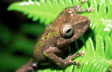 Mindo Art For Sale By Science Photo Library