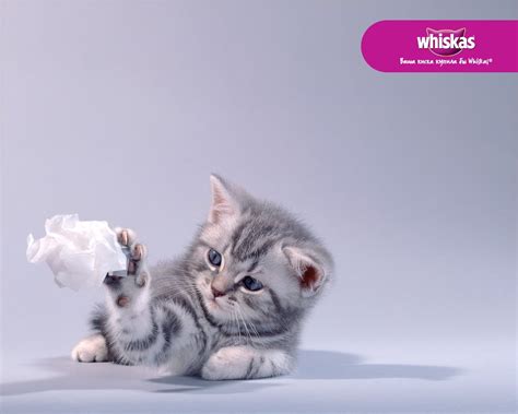 Wallpaper แมวcatsmall To Medium Sized Catsfelidaekittenwhiskers