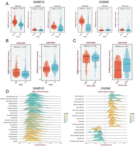 Liver Fibrosis Derived Exosomal Mir 106a 5p Facilitates The Malignancy