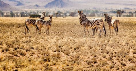 Choosing Your Perfect Safari