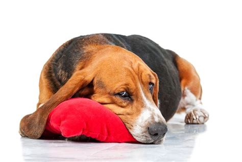 Crisi Epilettiche Nei Cani Cosa è Necessario Sapere Salusit