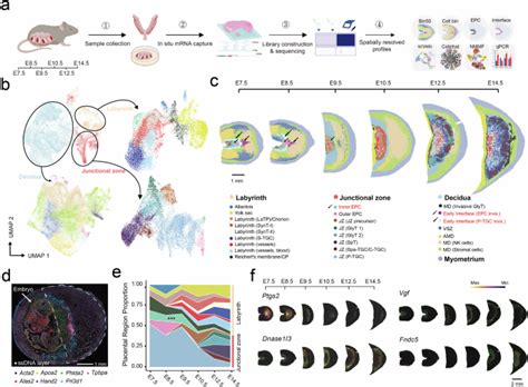 A Spatiotemporal Transcriptomic Atlas Of Mouse Placentation Cell