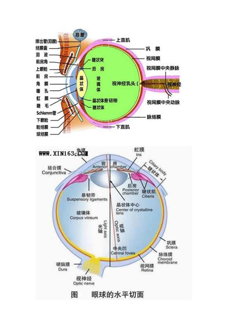 眼球的水平切面解剖图 图库 五毛网